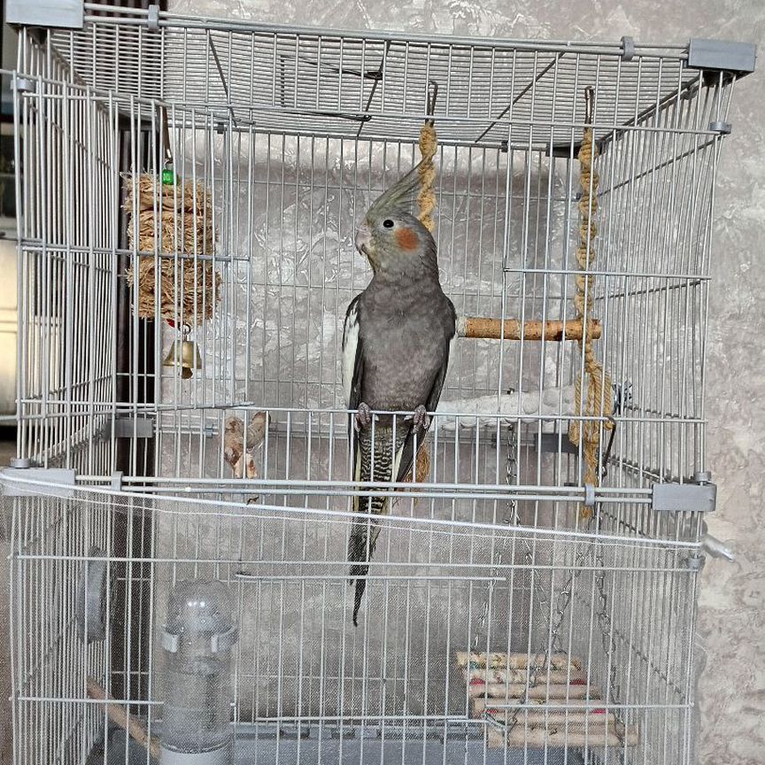 Попугай корелла