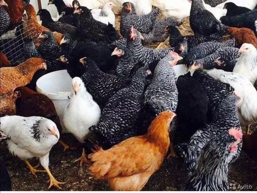 Куры доминанты