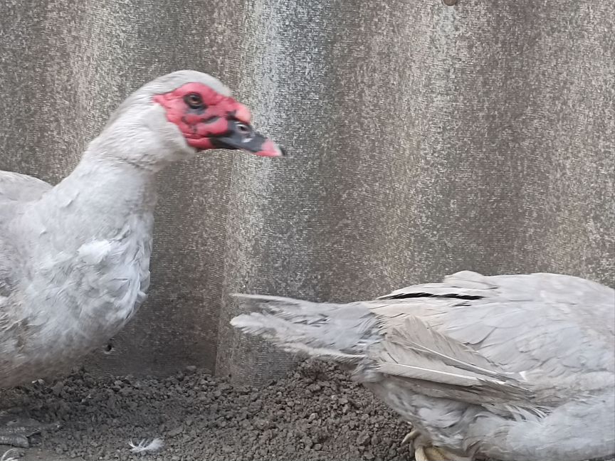 Семья индоуток