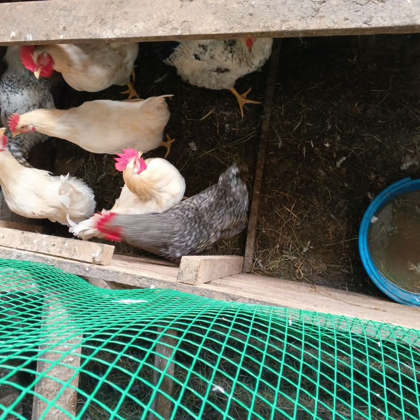 Куры петухи