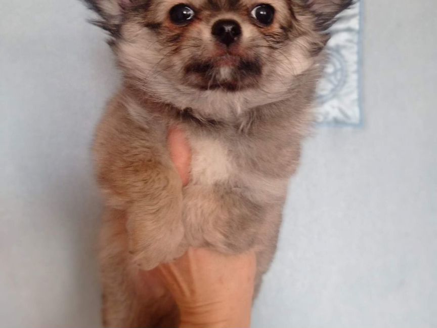 Щенки чихуахуа