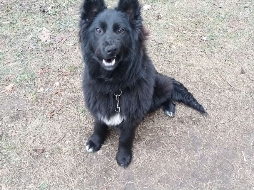 Щенки немецкой овчарки