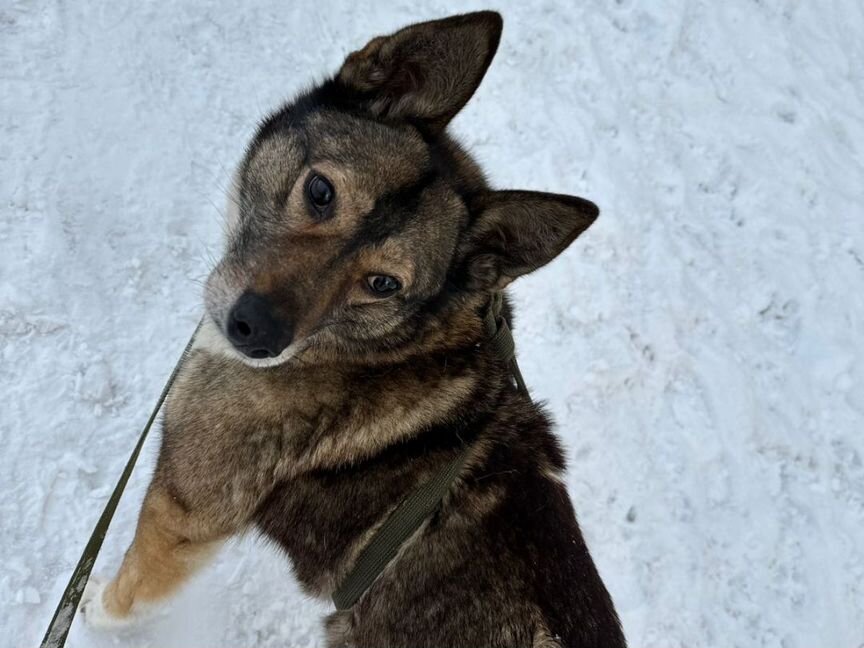 Тома в добрые руки