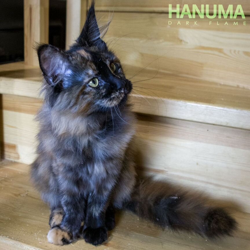 Мейн-кун котёнок