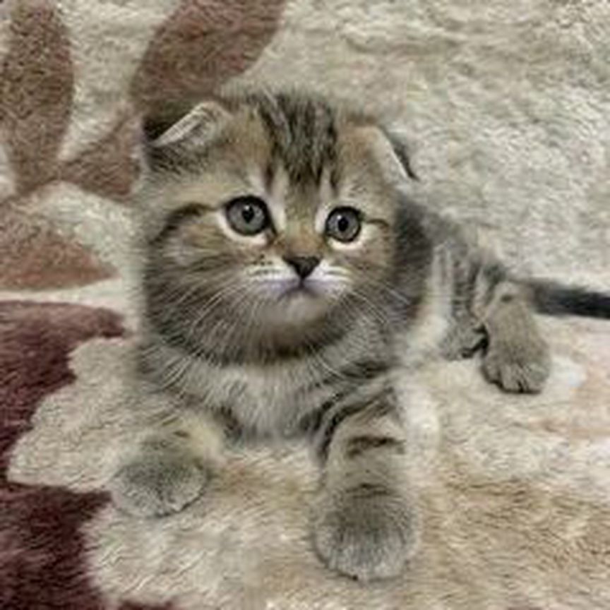 Котята шотландские