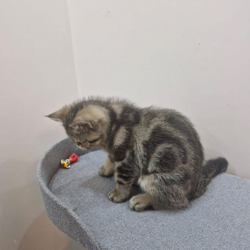 Котенок Экзот