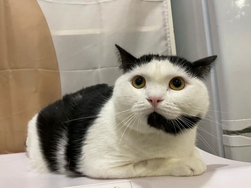 Красавчик котик Рома 1,5 года ищет семью