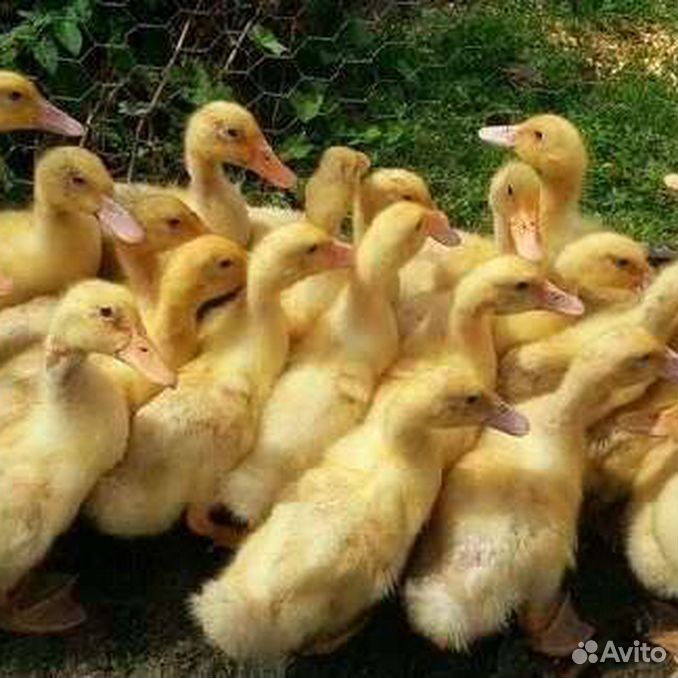 Подрощенные утята Агидель, Черри-велли, ск-6