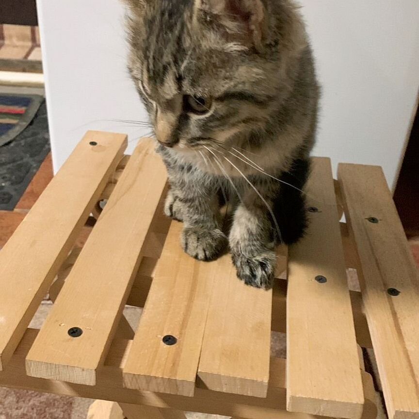 Отдам в добрые руки