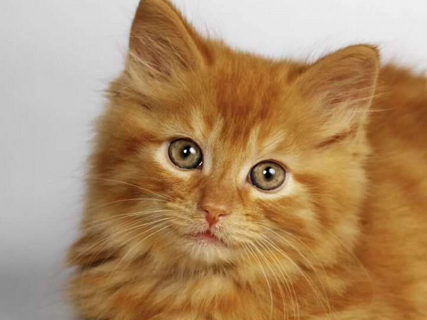 Сибирские рыжики