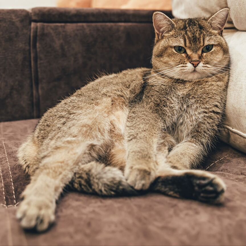 Кошка золотая шиншилла