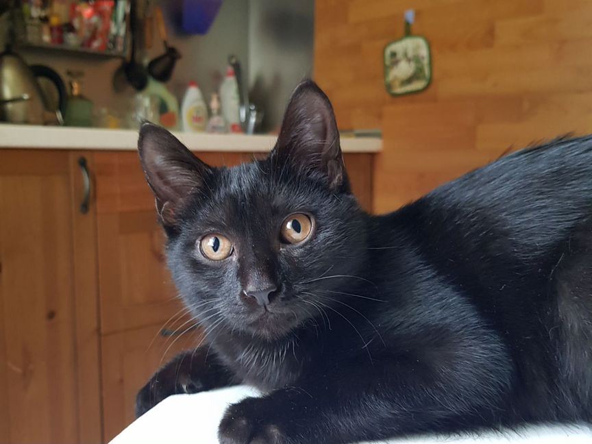 Черный котенок