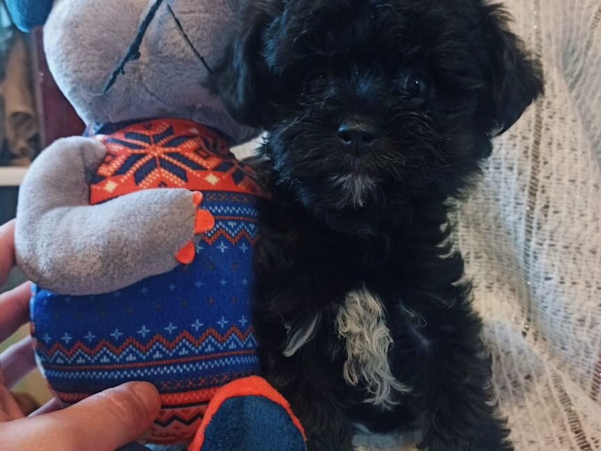 Мальтипу мальчик f1