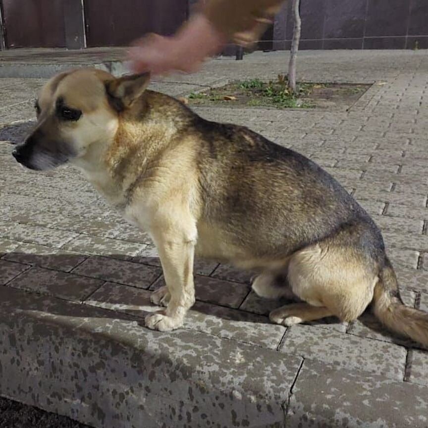 Взрослый пёс в добрые руки