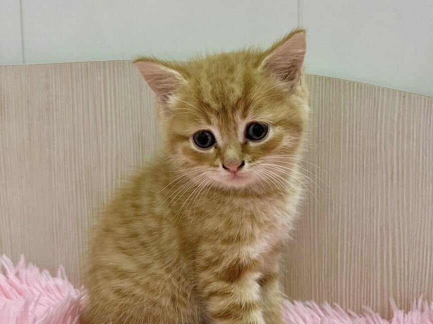Шотландская кошка
