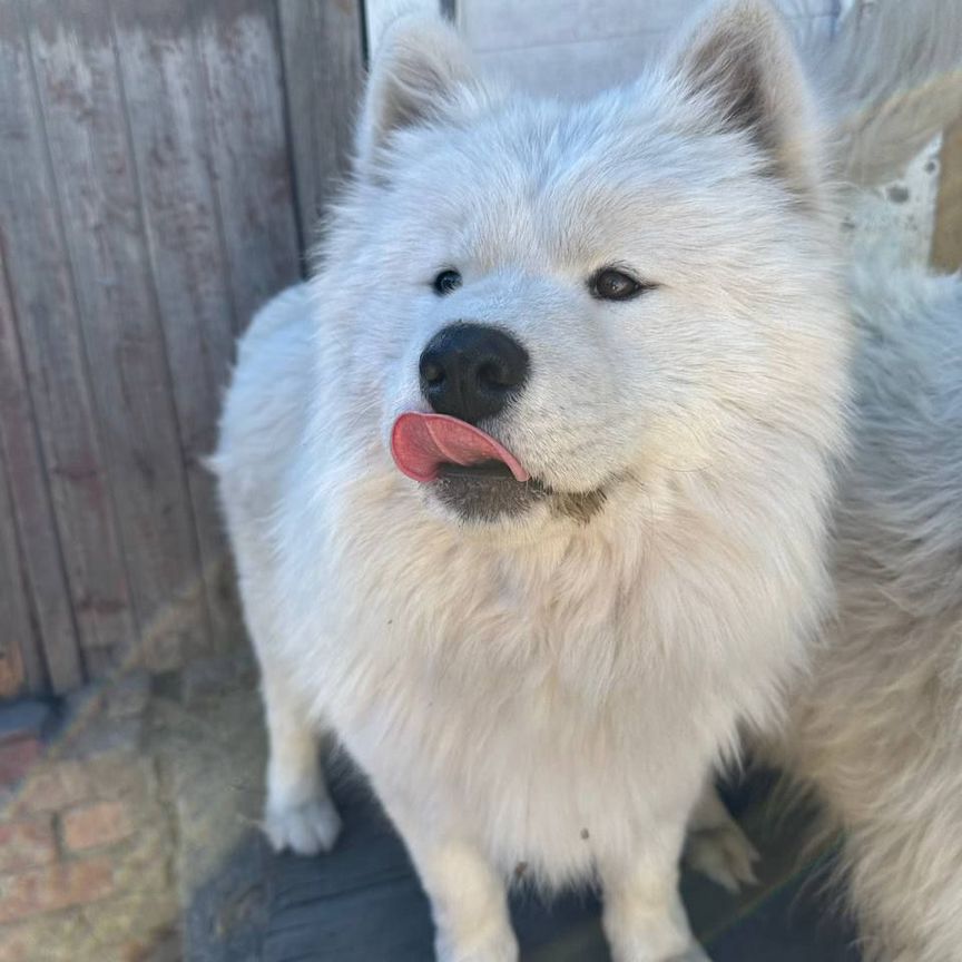 Самоед в добрые руки