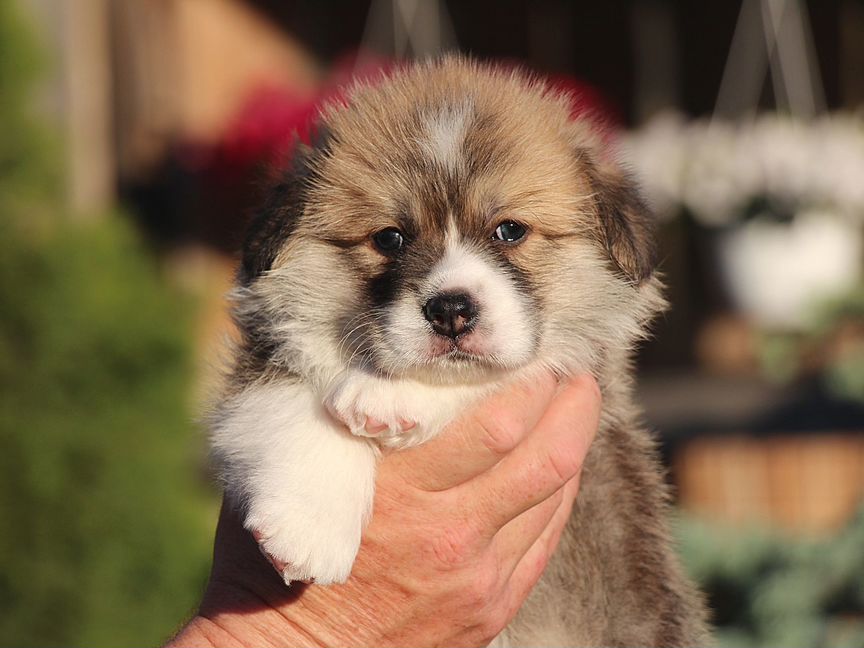 Вельш корги пемброк щенки