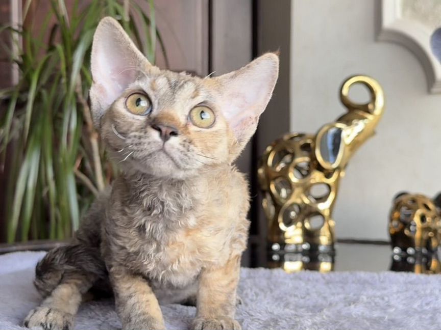 Девон-рекс девочка