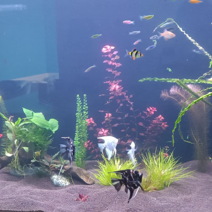 Аквариум на 360 литров