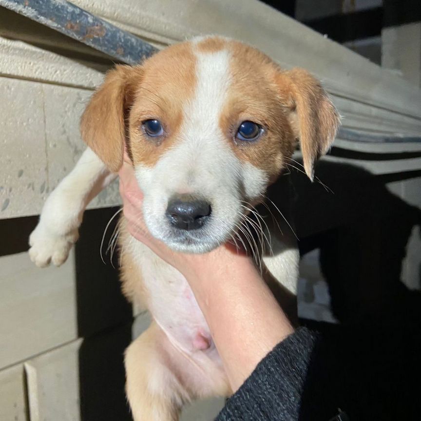 Собака в добрые руки