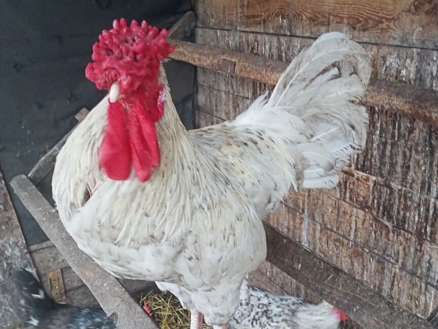 Инкубационное яйцо