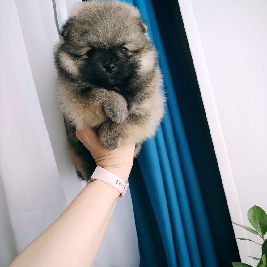 Померанский шпиц девочка