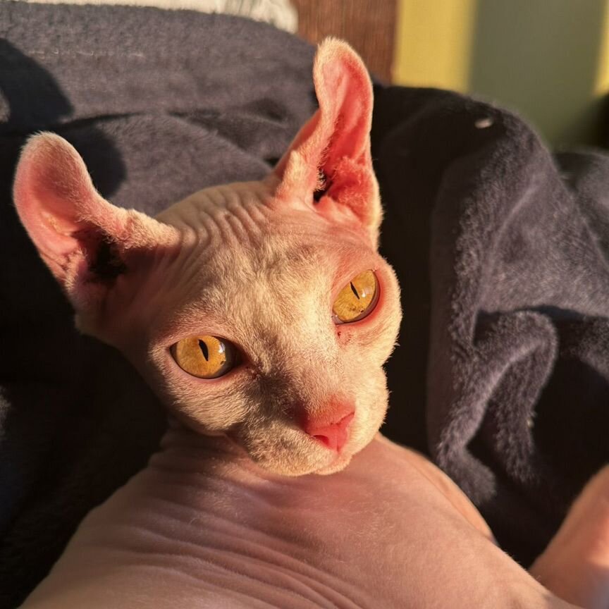 Канадский сфинкс эльф в добрые руки