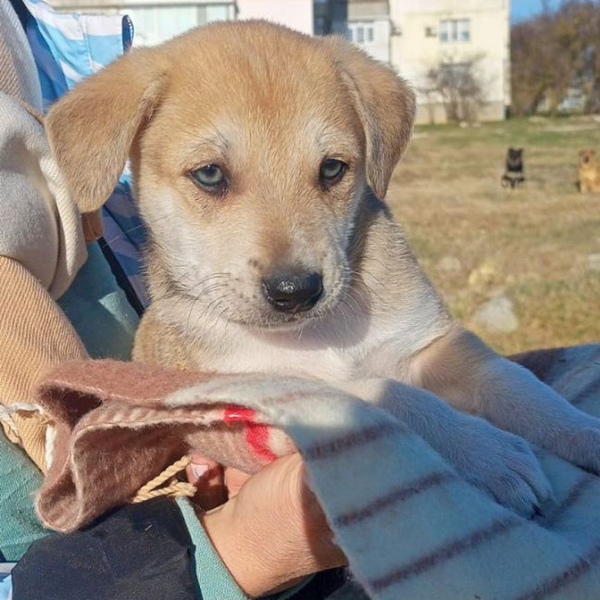 Щенок мальчик 1,5 мес
