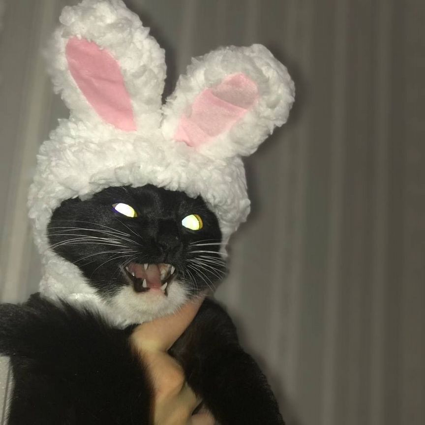 Отдам кошку в добрые руки