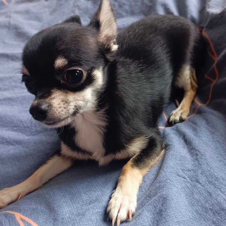 Продам чихуахуа