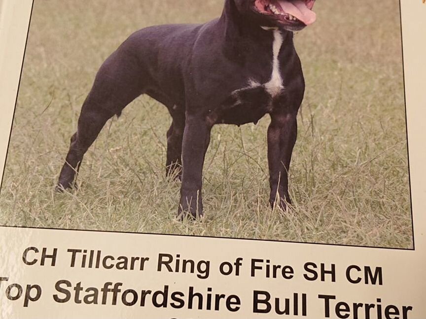 Top Staffordshire Bull Terrier