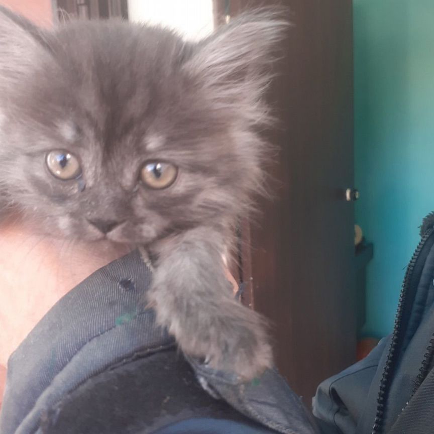 Отдам котенка в добрые руки