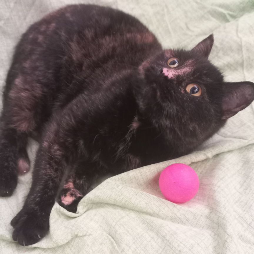 Взрослая, Девочка кошка в добрые руки