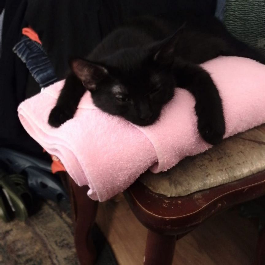Черная кошка котенок
