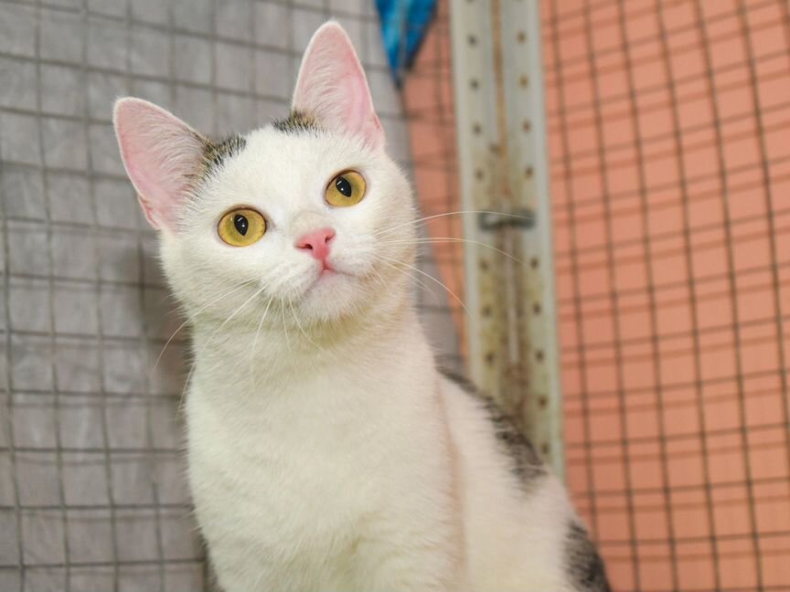 Кошка в дар