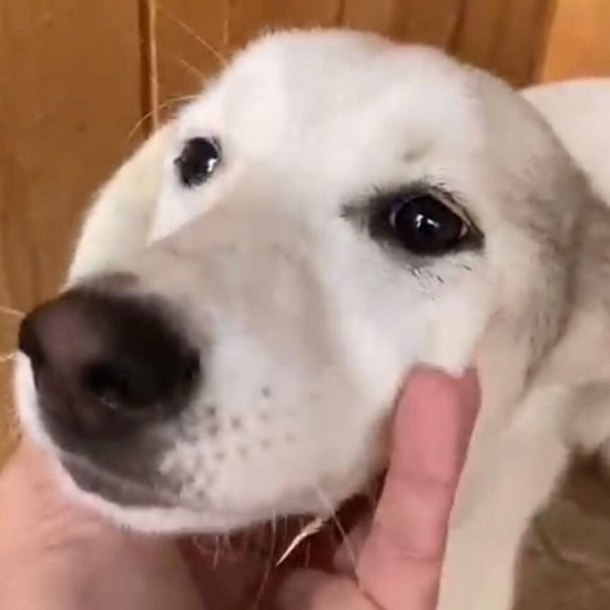 Щенок в добрые руки