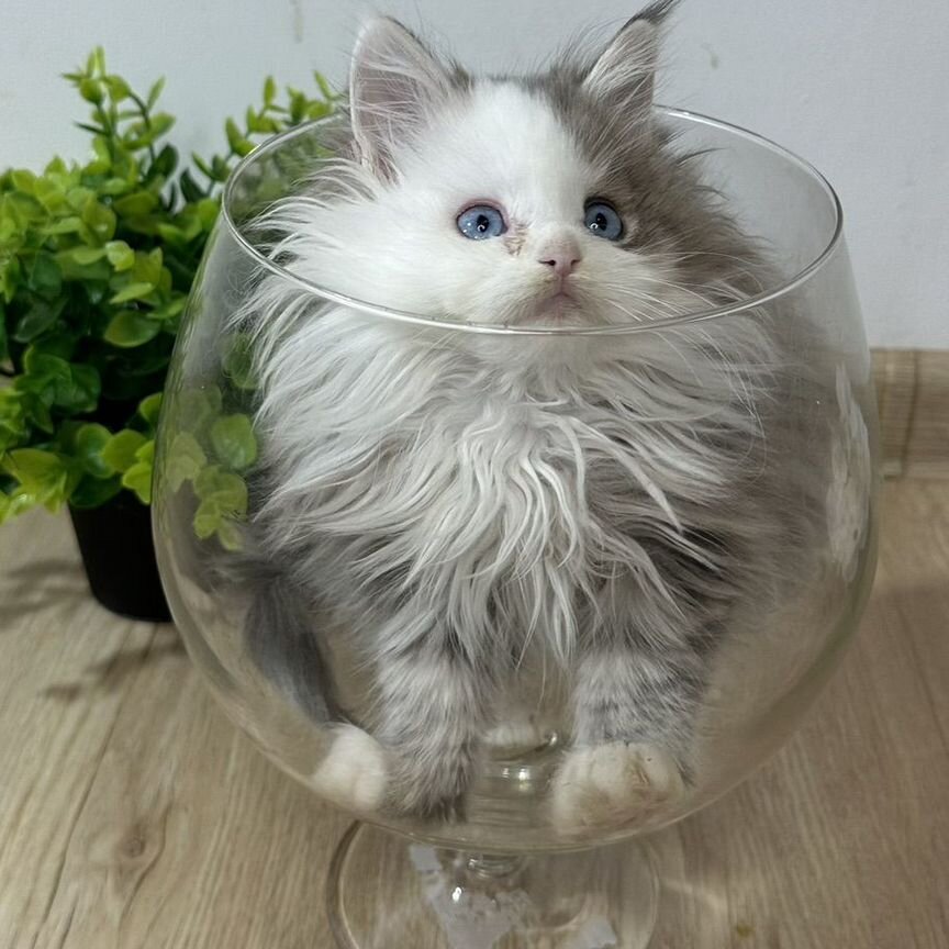 Британский длинношёрстный котёнок