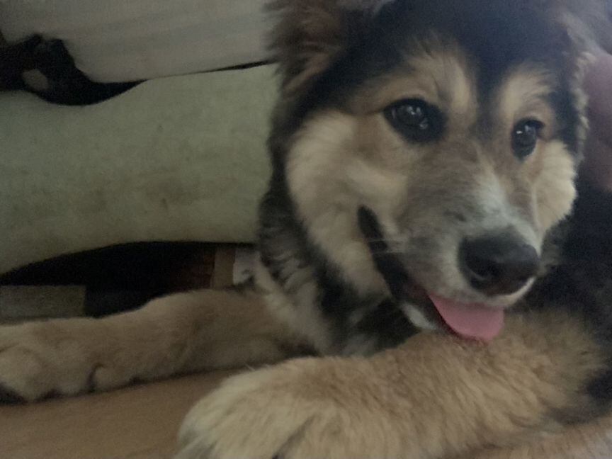 Умная девочка щенок