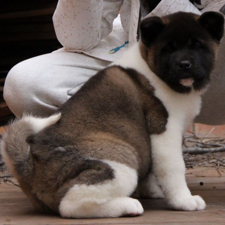 Американская акита, щенок