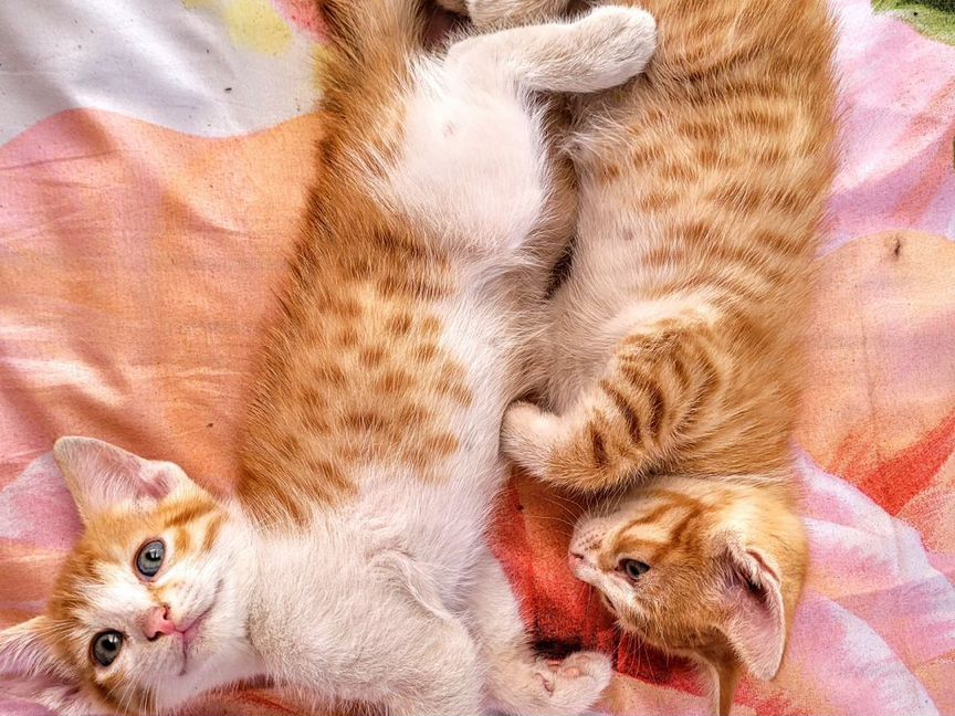 Кошка в дар бесплатно