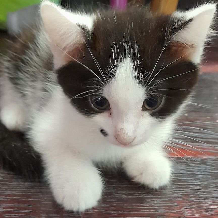 Котёнок от частного владельца