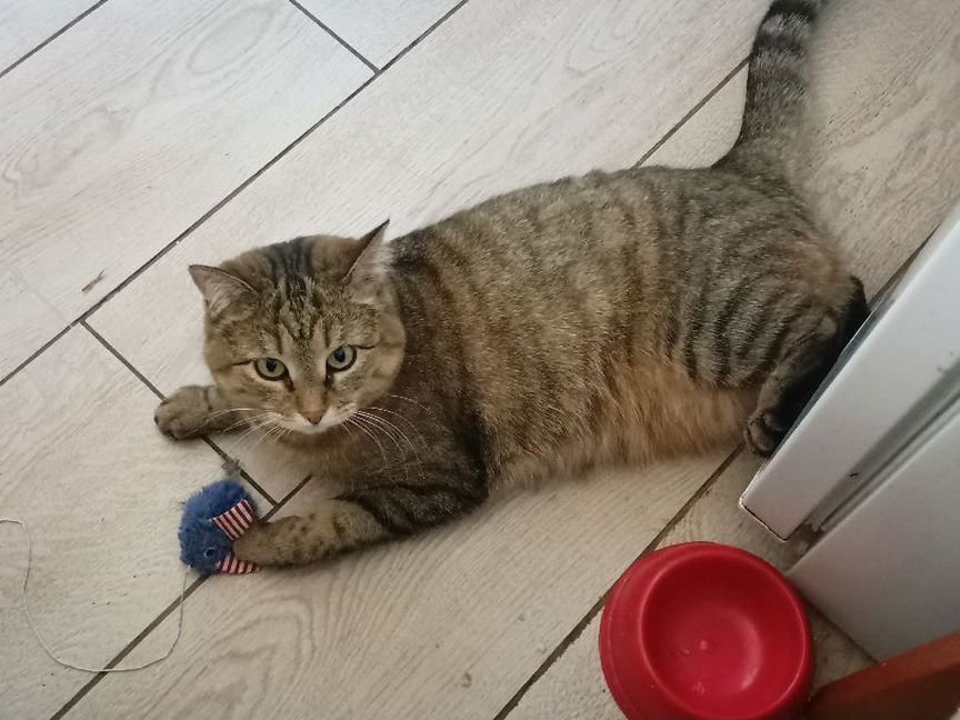 Кошка 6 лет