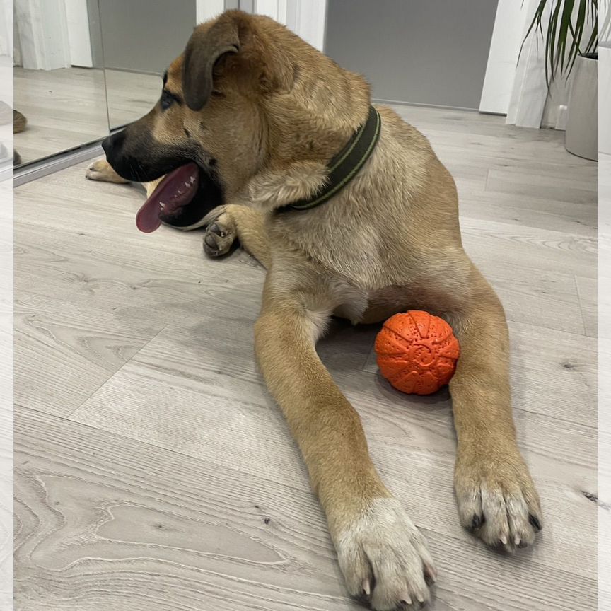 Родезийский риджбек, щенок