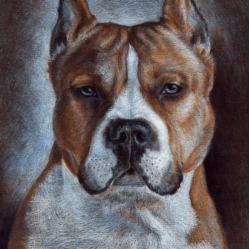 Найден стаффорд