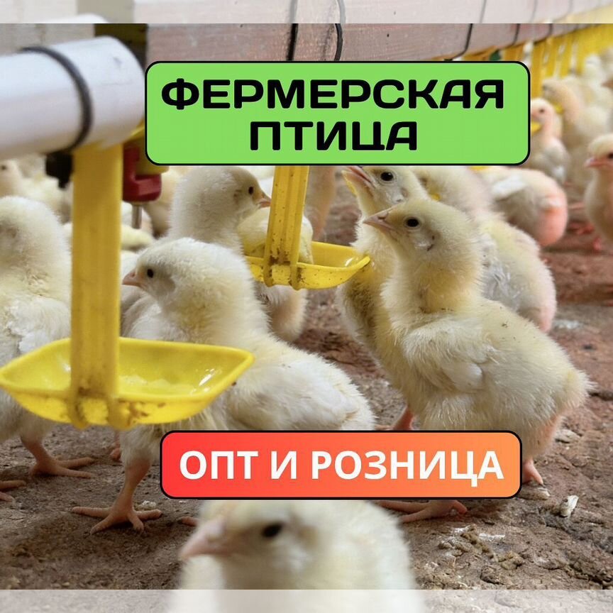 Цыплята несушки оптом и в розницу