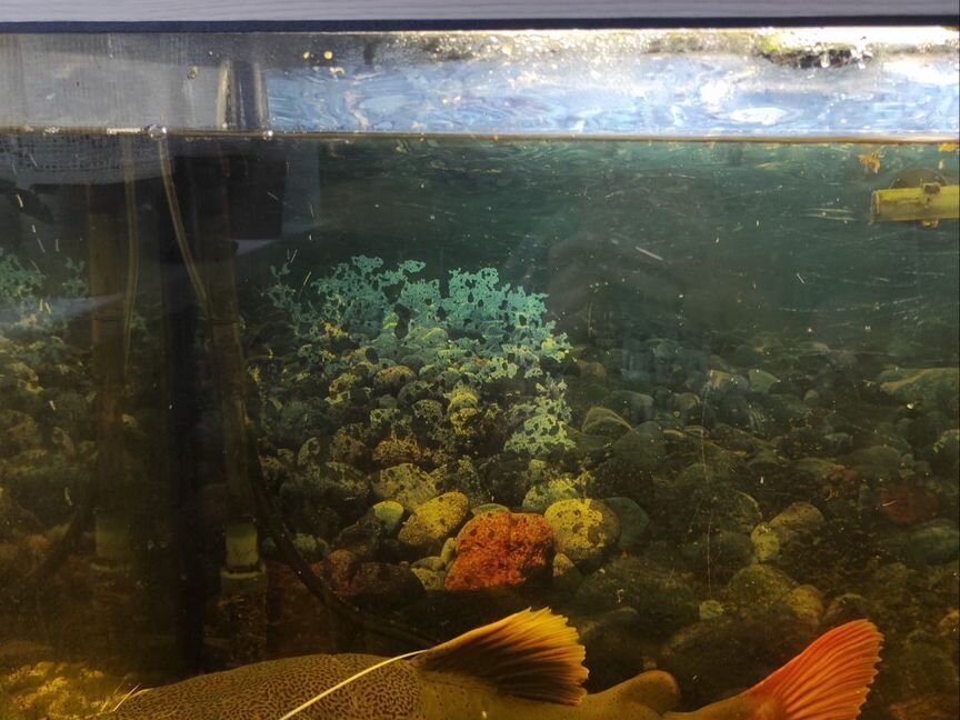 Краснохвостый сом