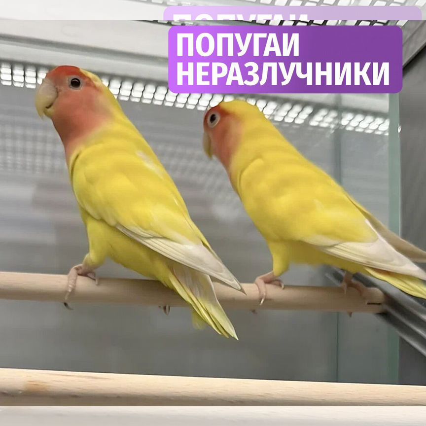 Попугай Неразлучник