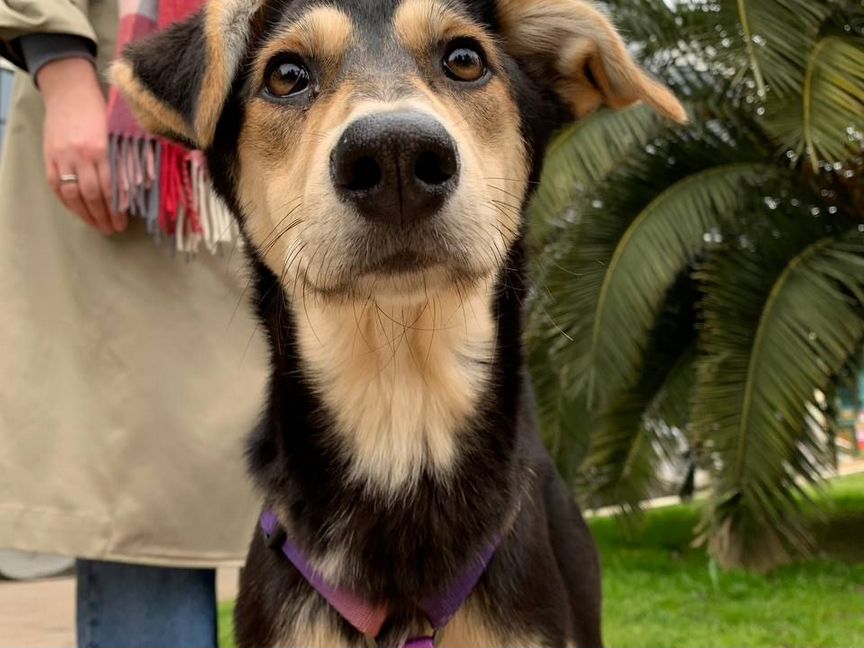 Лаффи 2 спокойный щенок в добрые руки