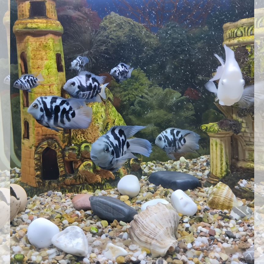 Рыбка сапфировый Попугай