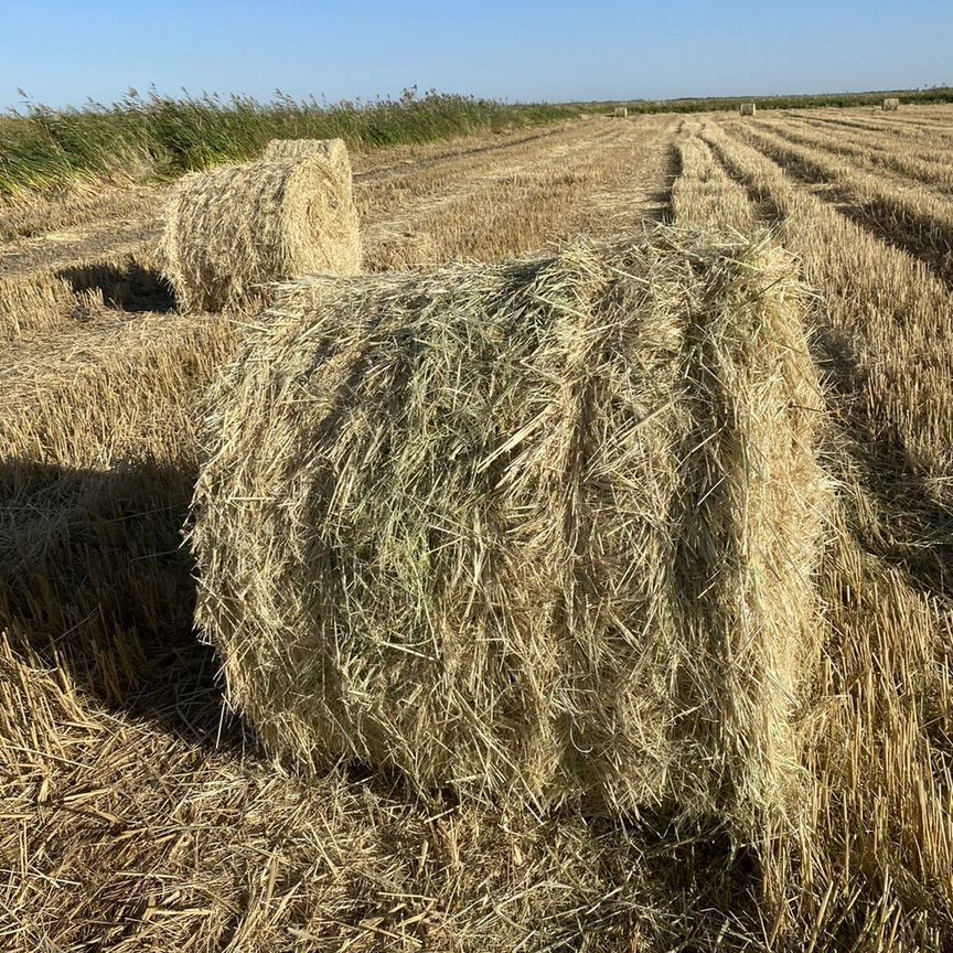 Рисовая солома в рулонах